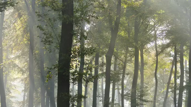 La Forêt Monumentale 2024 à Rouen