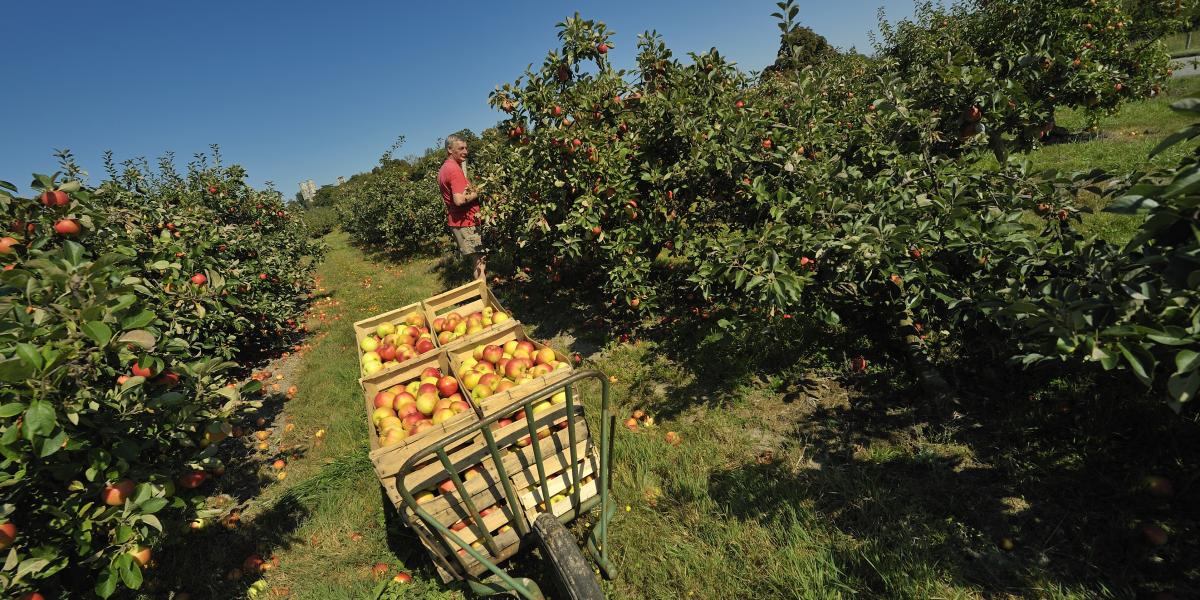 La ruta de la fruta