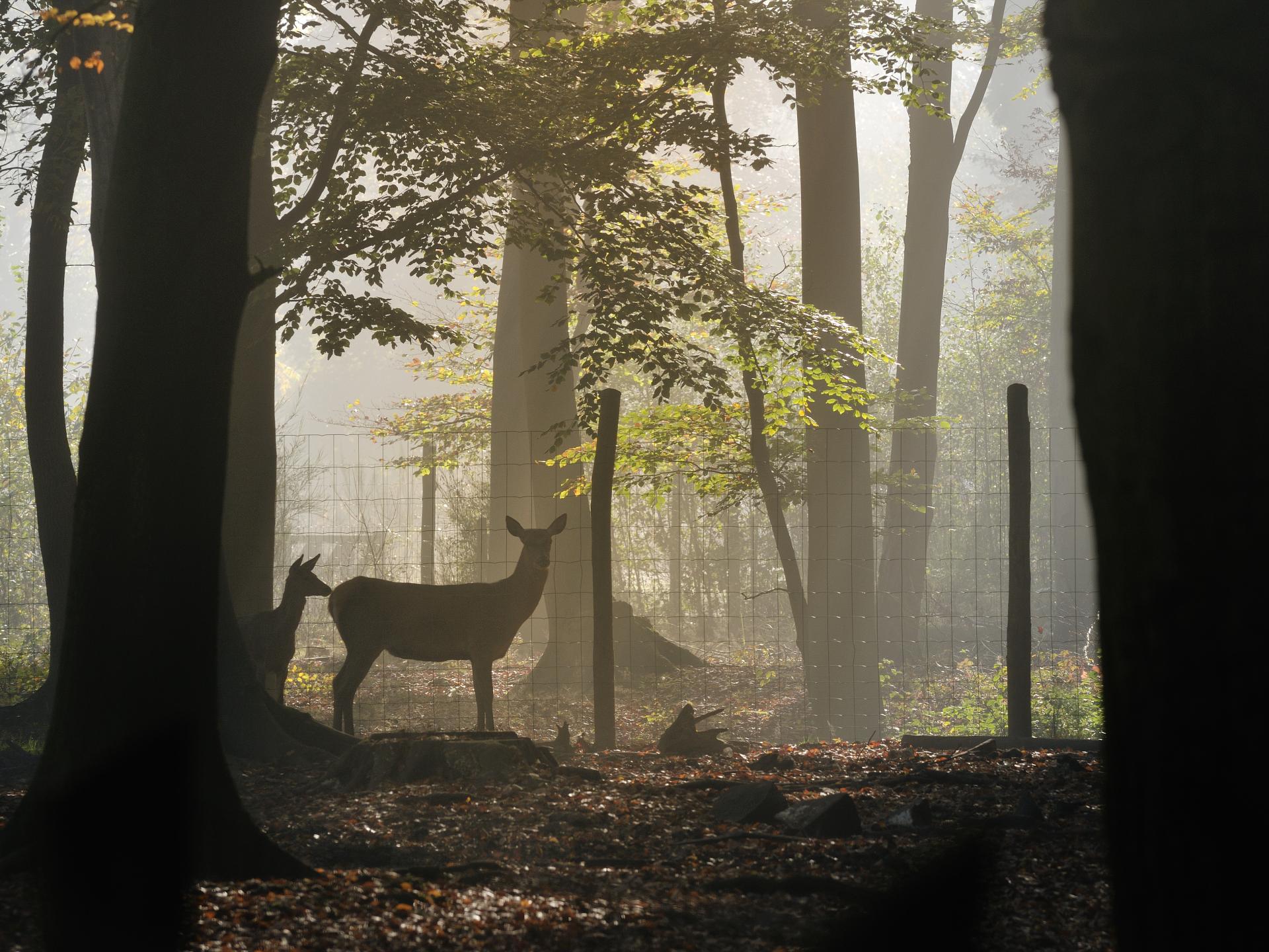 Les forêts près de Rouen